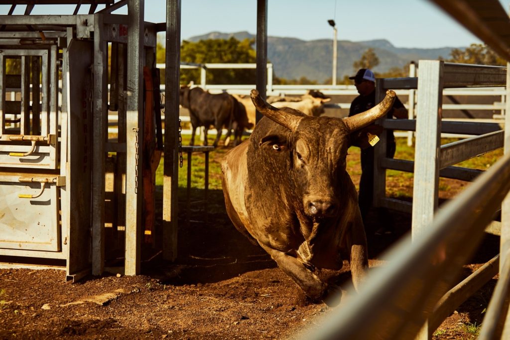 AUSTRALIA’S BEST BULLS - Australasian SXS